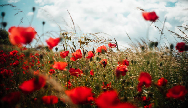 The Royal British Legion: Poppy Appeal | Pickett London